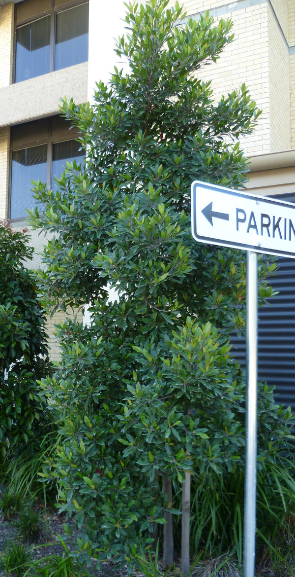 Blueberry Ash, Eumundi Quandong, other Elaeocarpus species - Australian ...