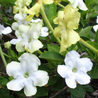 Brunfelsia (Yesterday Today and Tomorrow) - Queensland Gardening Pages