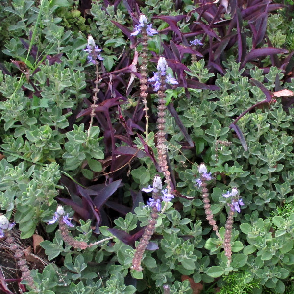 Plectranthus & Coleus- Queensland Gardening Pages (Brisbane & Qld)