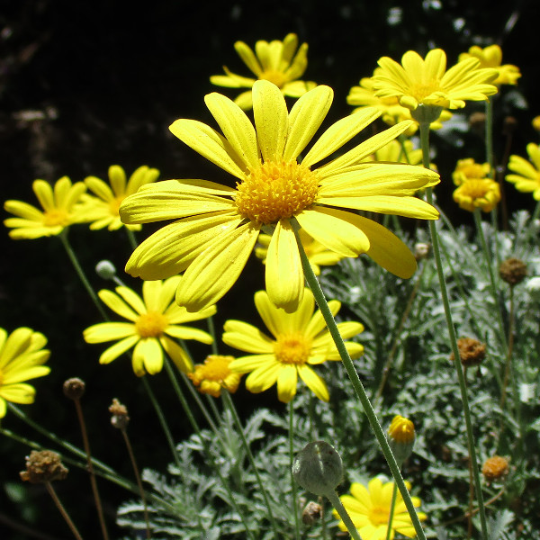 Euryops information - The Queensland Gardening Pages