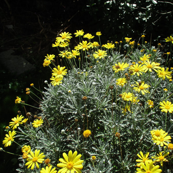Euryops information - The Queensland Gardening Pages