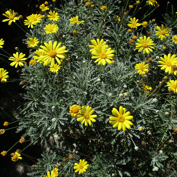 Euryops information - The Queensland Gardening Pages