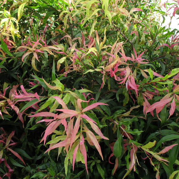 Callistemon & Melaleuca (Bottlebrushes) - - The Queensland Gardening Pages