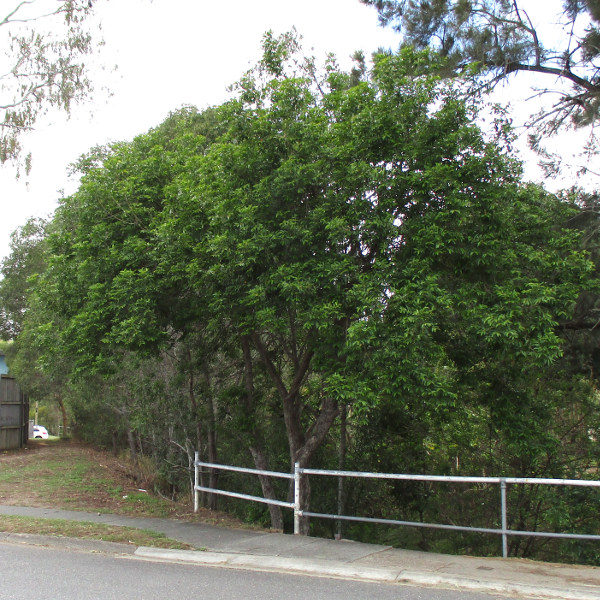 Cheese tree Glochidion ferdinandi Queensland Gardening Pages Cheese tree Glochidion ferdinandi Queensland Gardening Pages